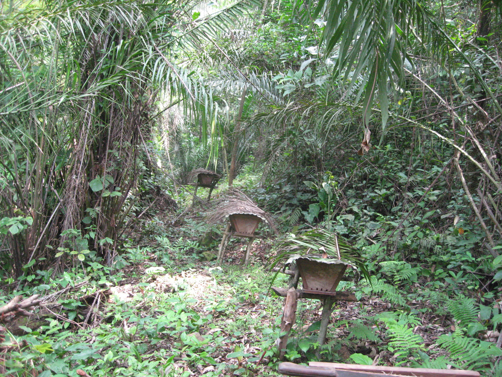 Bee Keeping in UK and Africa: Trying to attract bees to the rainforest ...